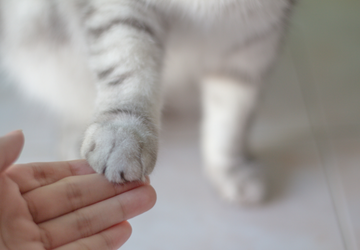 How to approach a cat: tips to earn their trust | Pawshake Blog